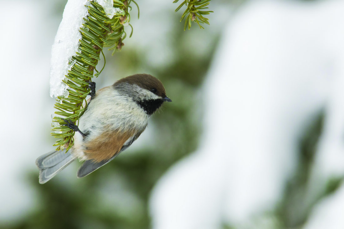 Types of Chickadees in North America - Grit